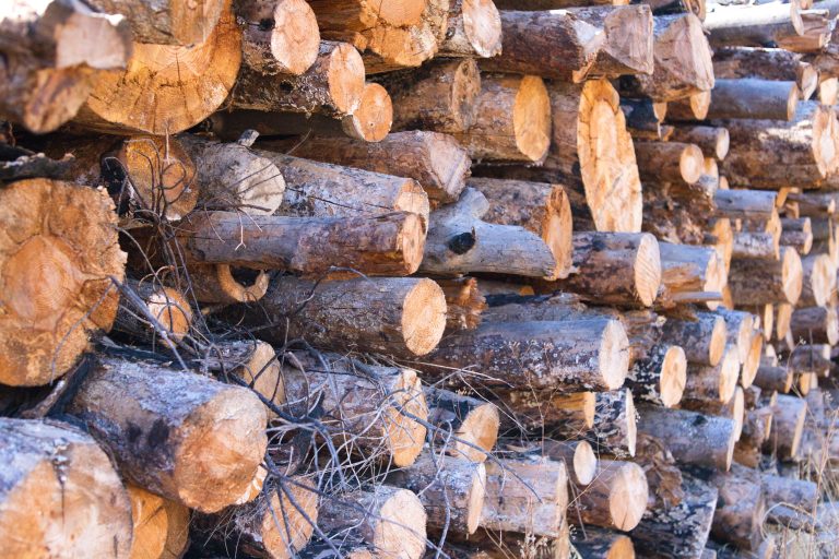 The importance of biodiversity and its relationship to timber